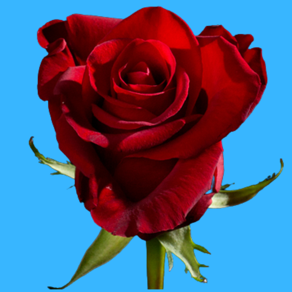 Rosa explorer - Comercial Norte Unido